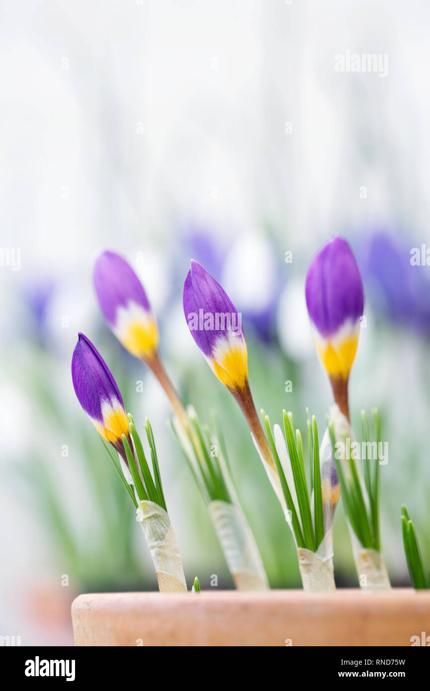 Tricolor Crocus Stock Photos & Tricolor Crocus Stock Images - Alamy