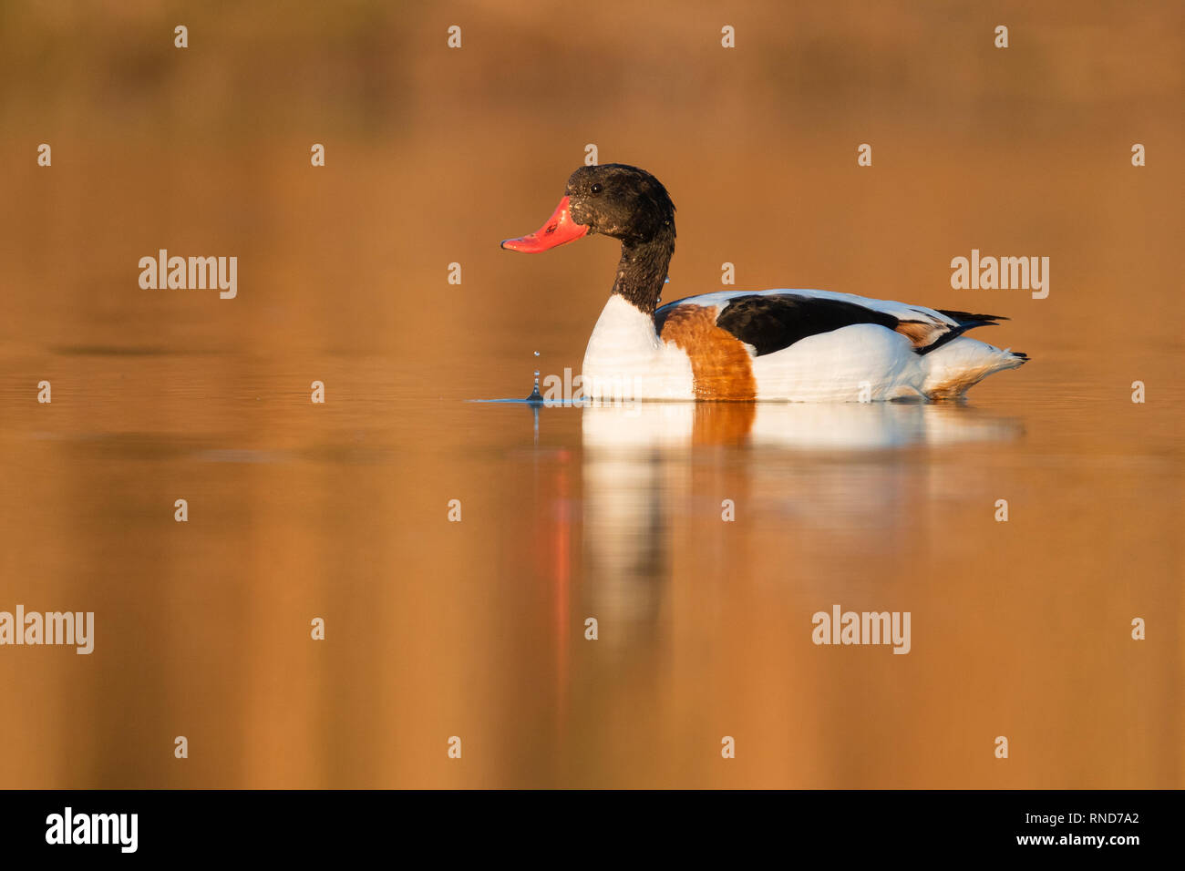 Common Shelduck (Tadorna tadorna), side view of an immature male ...