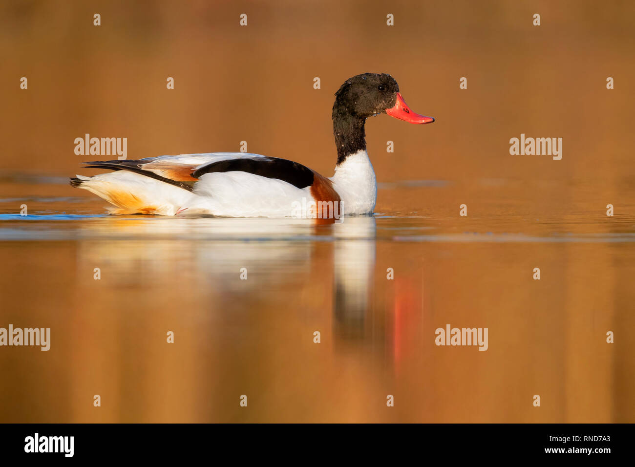 Common Shelduck (Tadorna tadorna), side view of an immature male ...