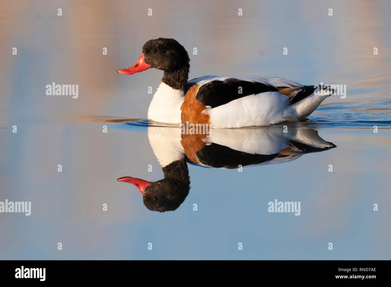 Common Shelduck (Tadorna tadorna), side view of an immature male ...
