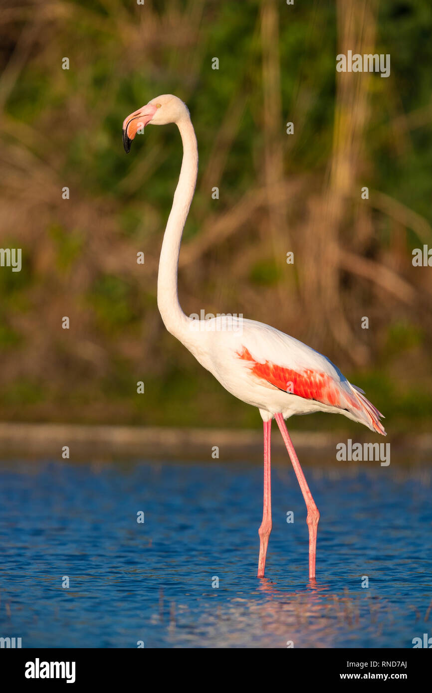 Flamingo Solo Side View