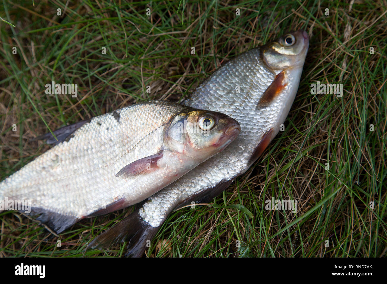 Fishing concept. Freshwater fish on green grass. Single freshwater ...
