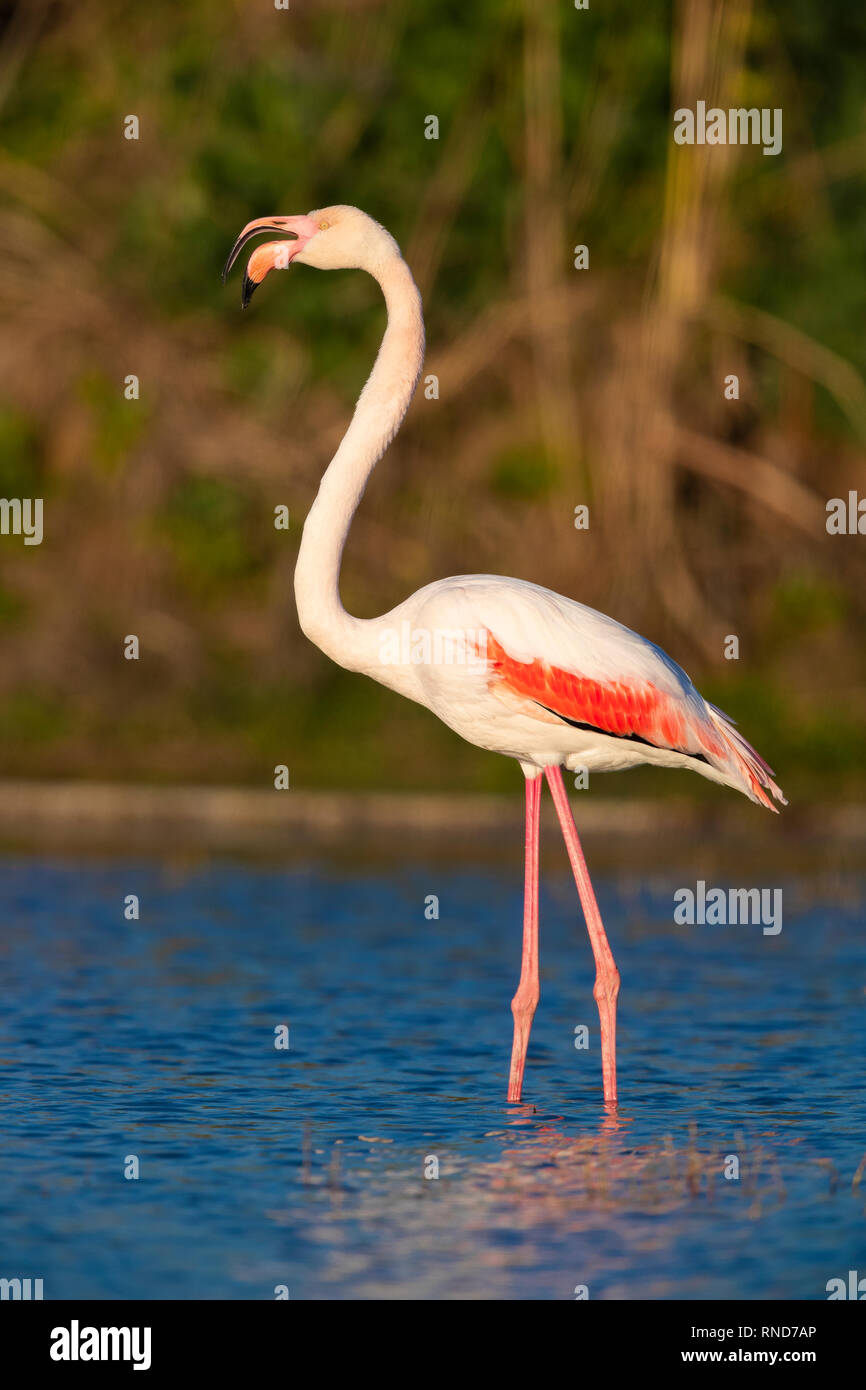 Greater flamingo side view hi-res stock photography and images - Alamy