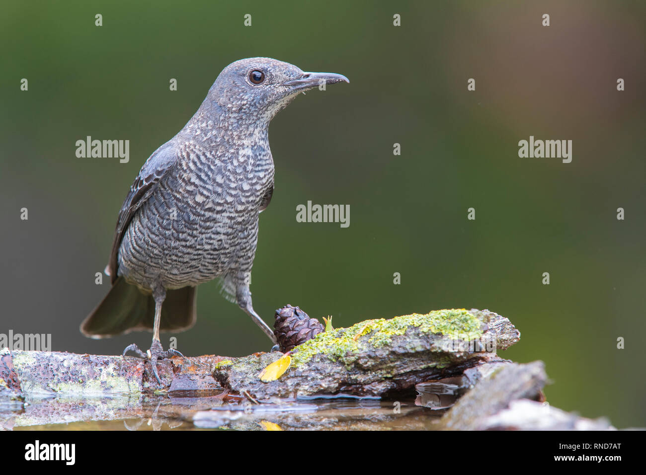 Blue Rock Thrush (Monticola solitarius), immature male standing on the ...