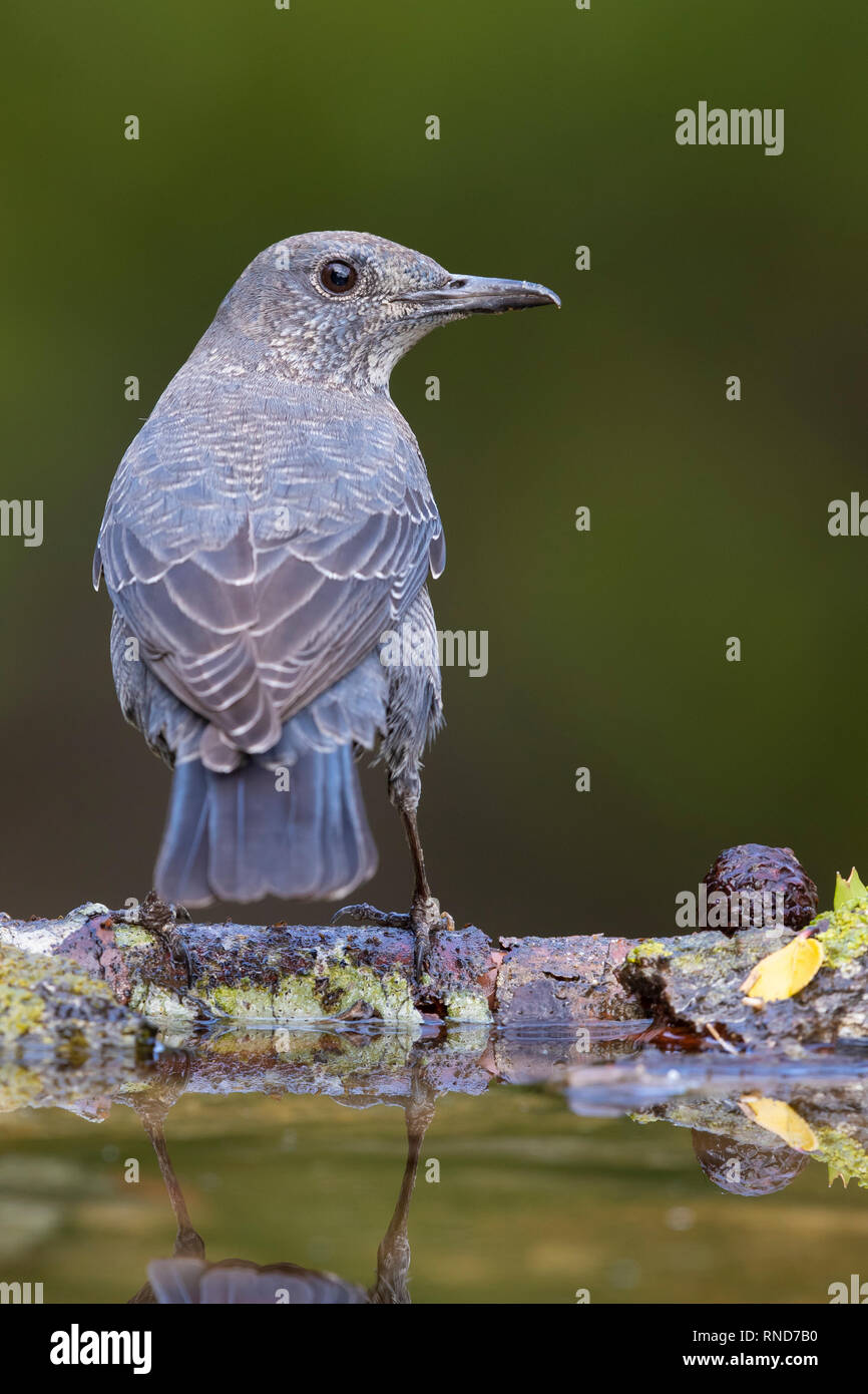 Blue Rock Thrush (Monticola solitarius), immature male seen from back ...