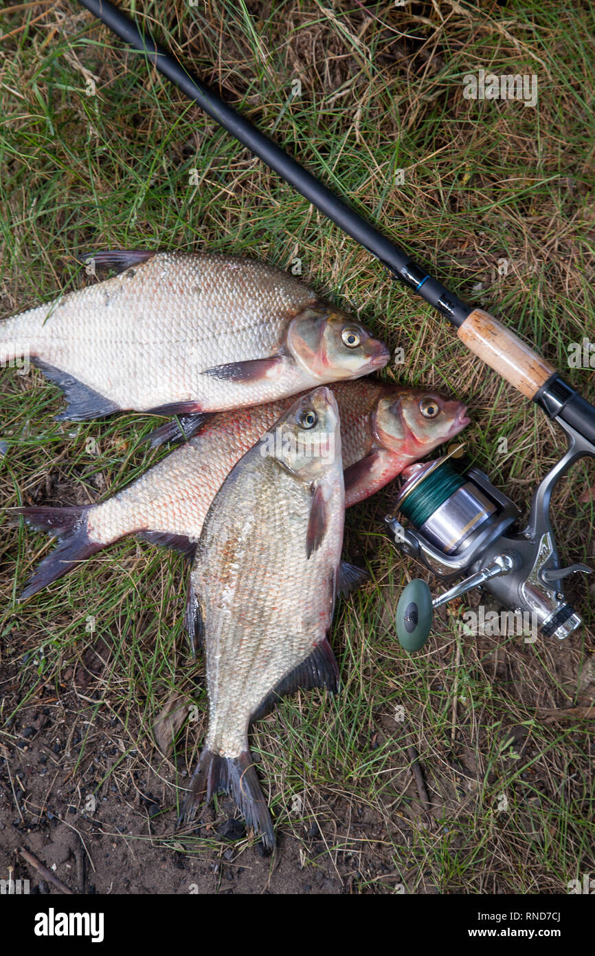 Good catch. Just taken from the water big freshwater common bream known ...