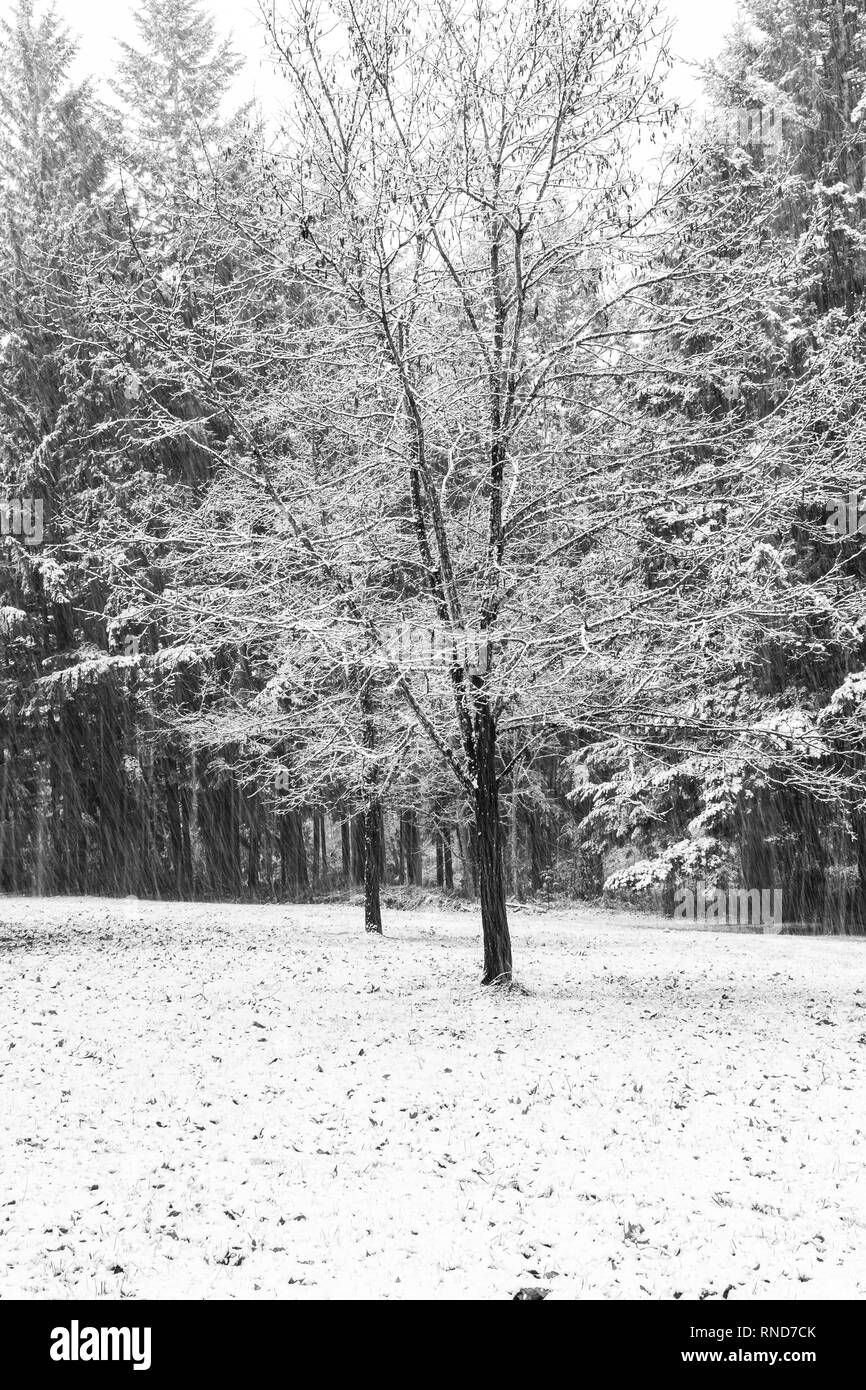 Snow scene with a single tree in the foreground, shot in black and ...