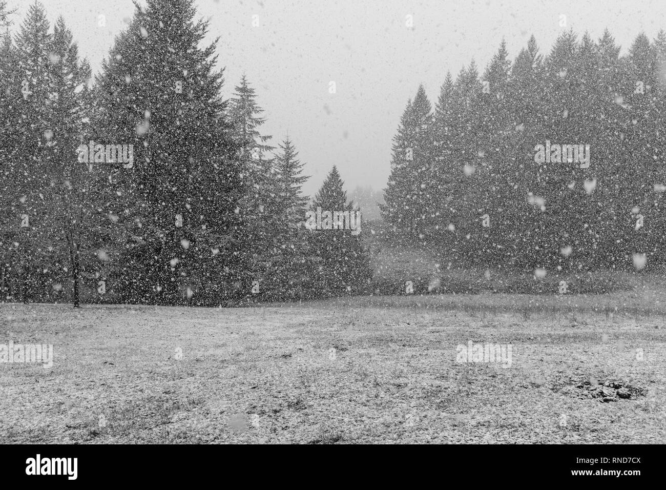 Snow foreground, snow falling Black and White Stock Photos & Images - Alamy