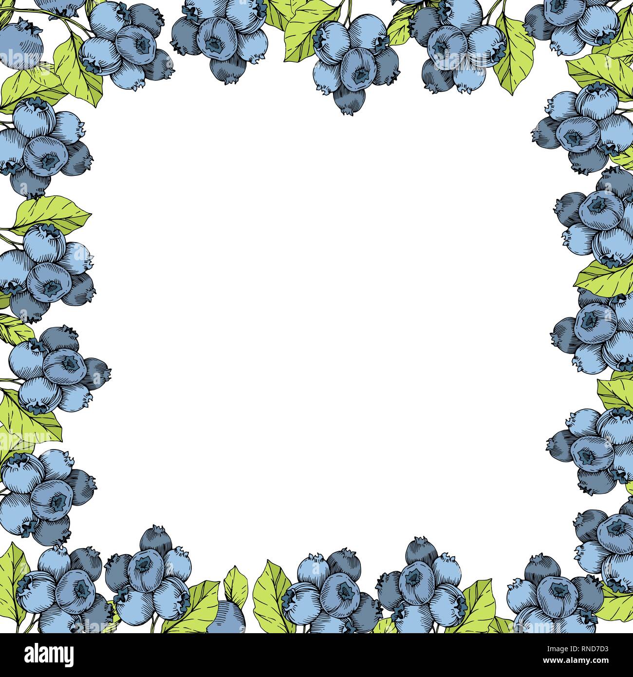 Blueberry Border Clipart