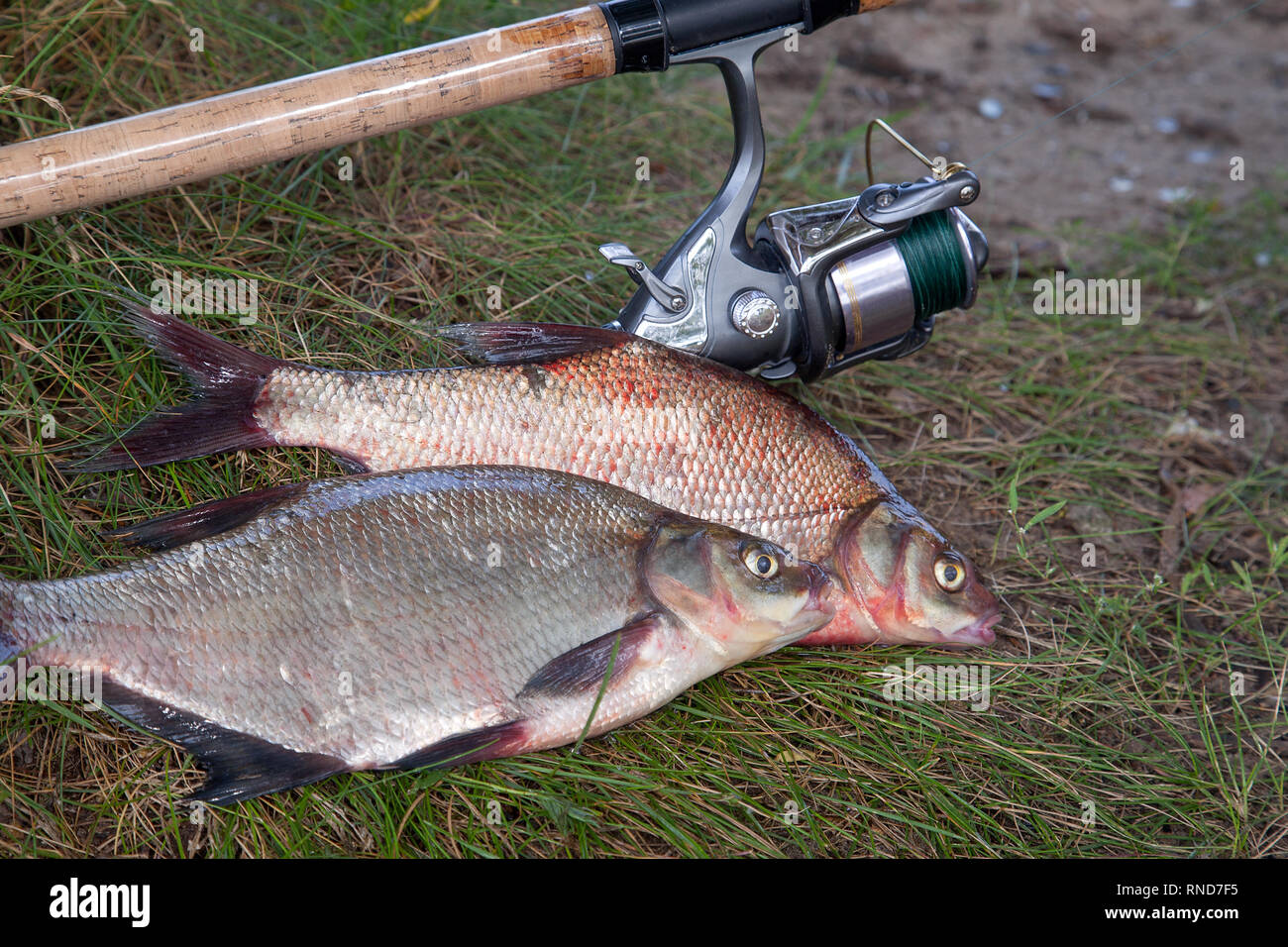Good catch. Just taken from the water big freshwater common bream known ...