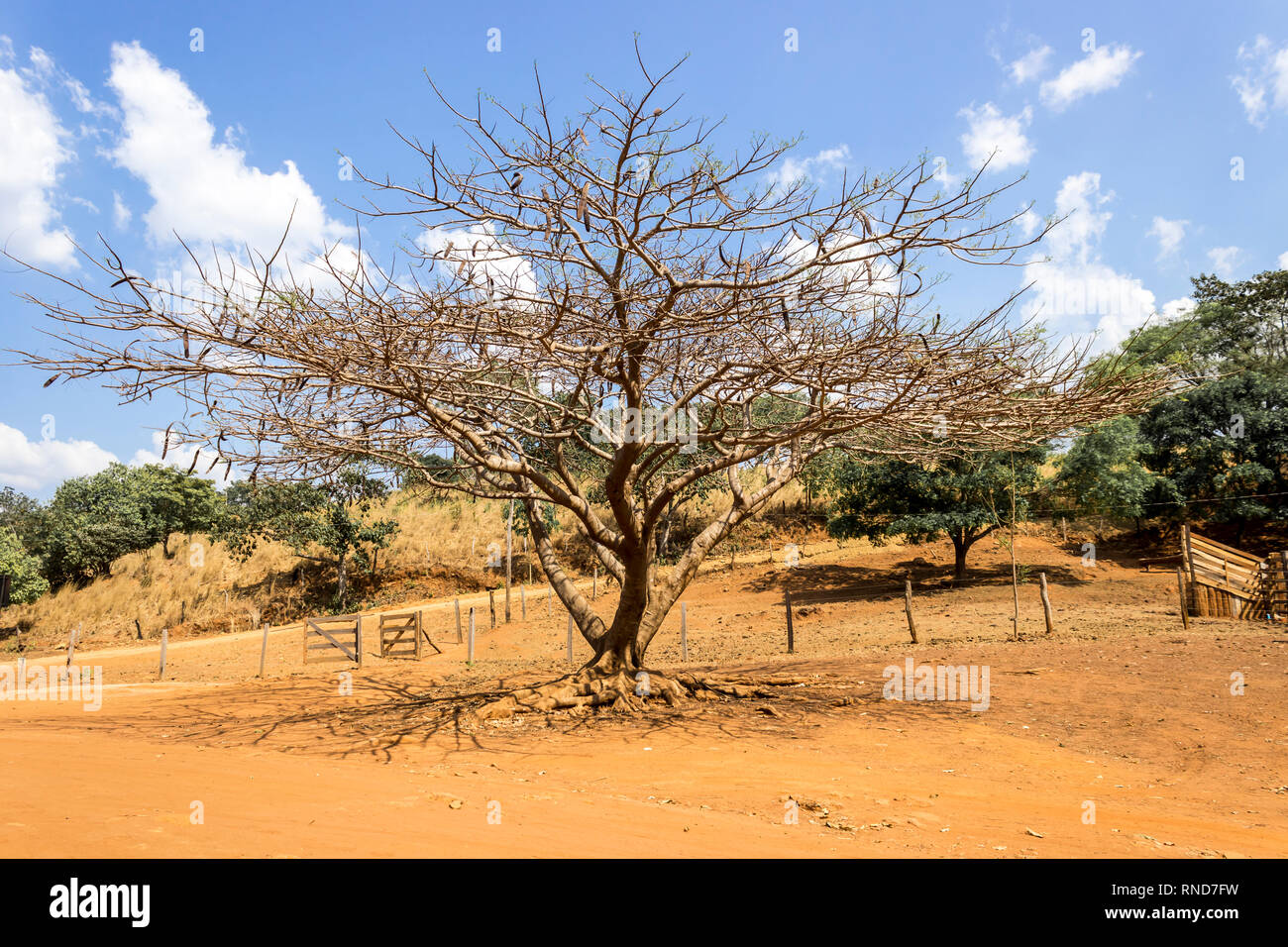 Big dry tree in arid terrain with blue sky and white clouds. Few green ...
