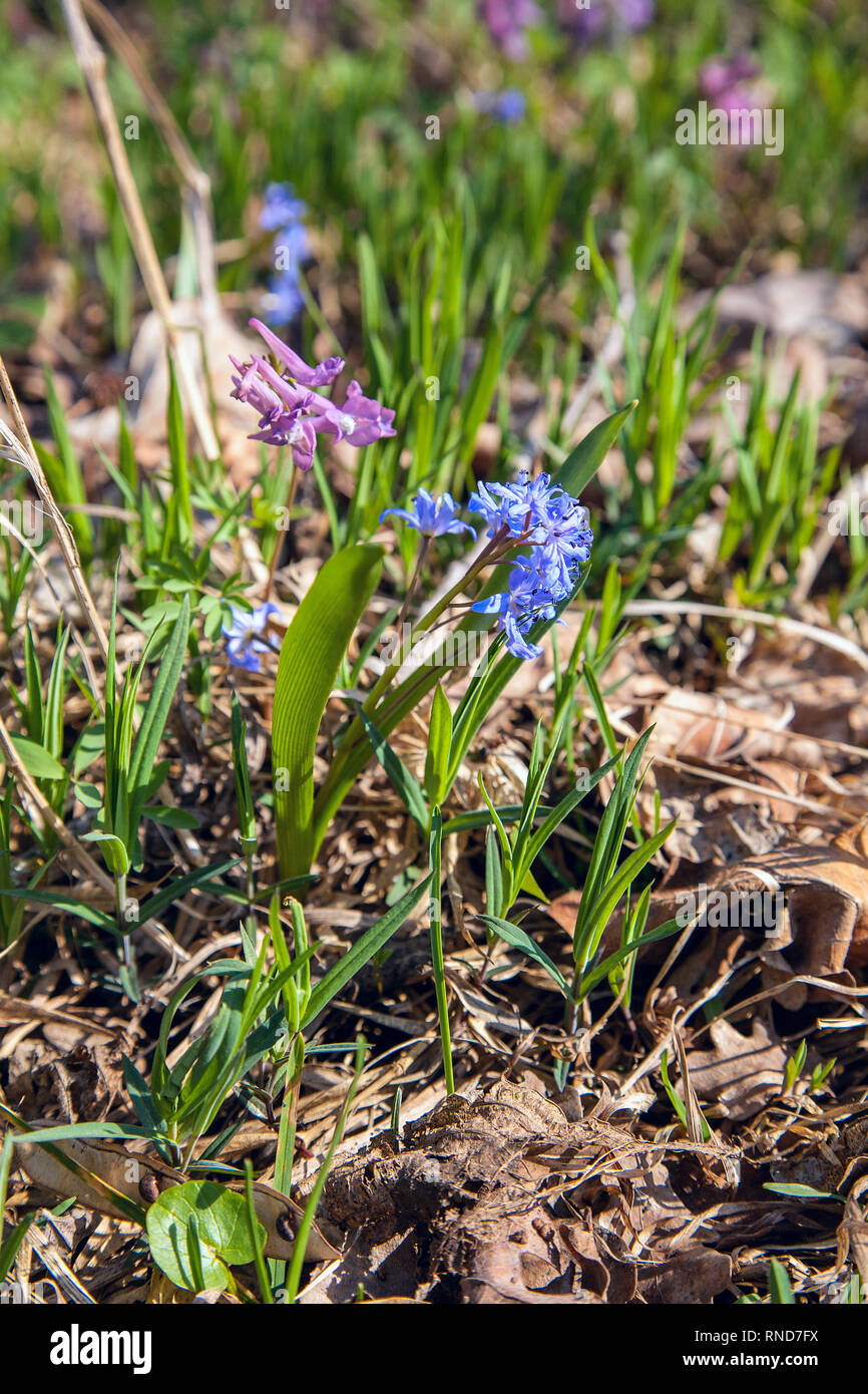Close up view of scilla siberica known as siberian squill or wood ...