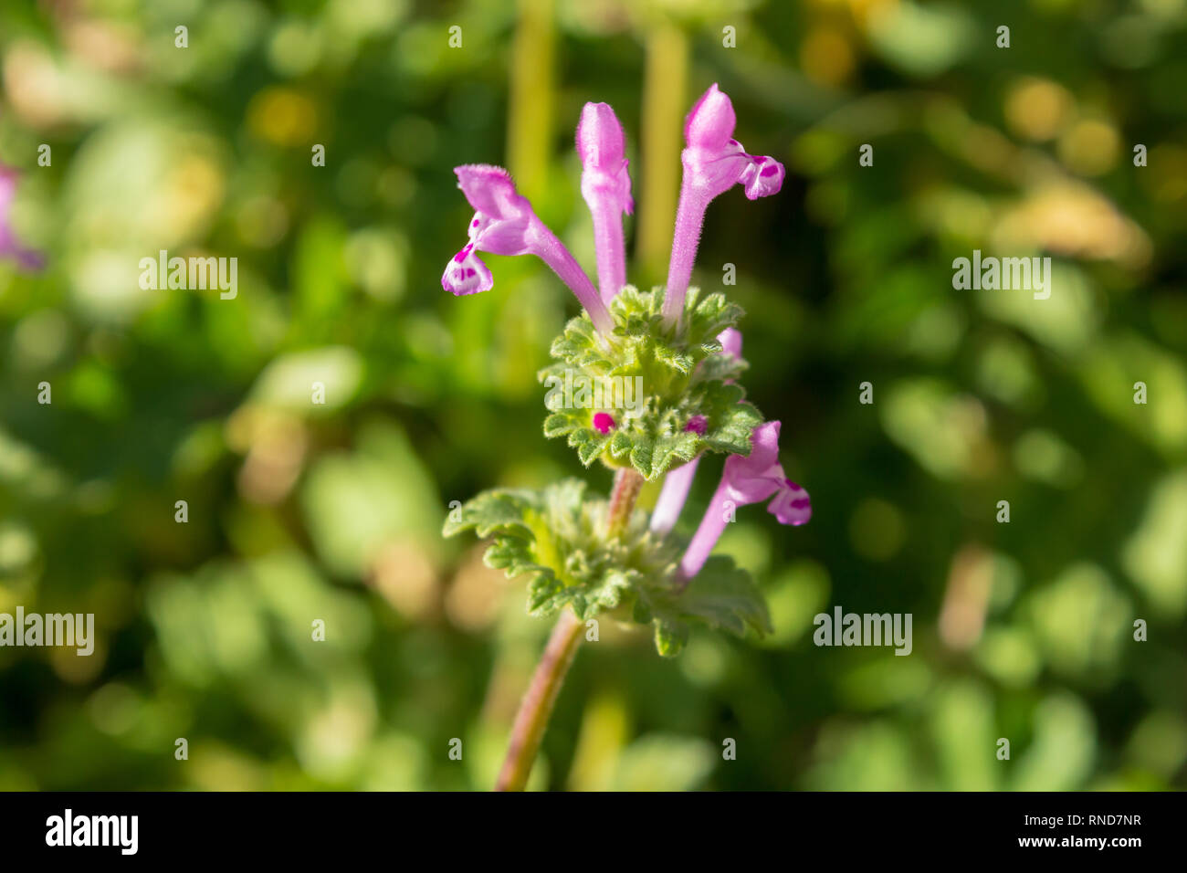 Lamium amplexicaule, Henbit Deadnettle Flower Stock Photo - Alamy