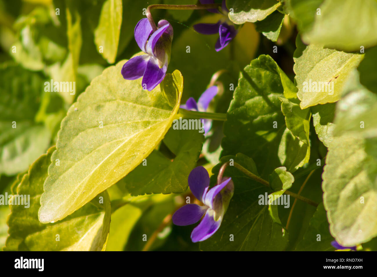 Viola odorata, Wild Sweet Violet Flowers Stock Photo - Alamy