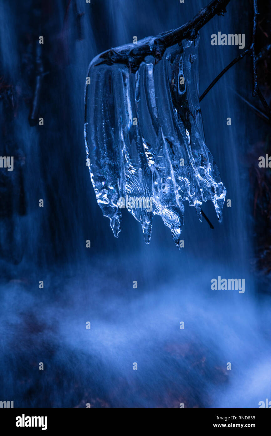 Closeup twig with fragile clean icicles on background of amazing ...