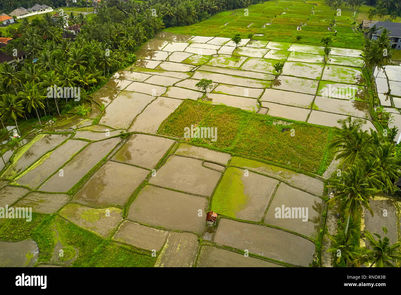 Tropical landscape of wet rice fields in Ubud on Bali Stock Photo - Alamy
