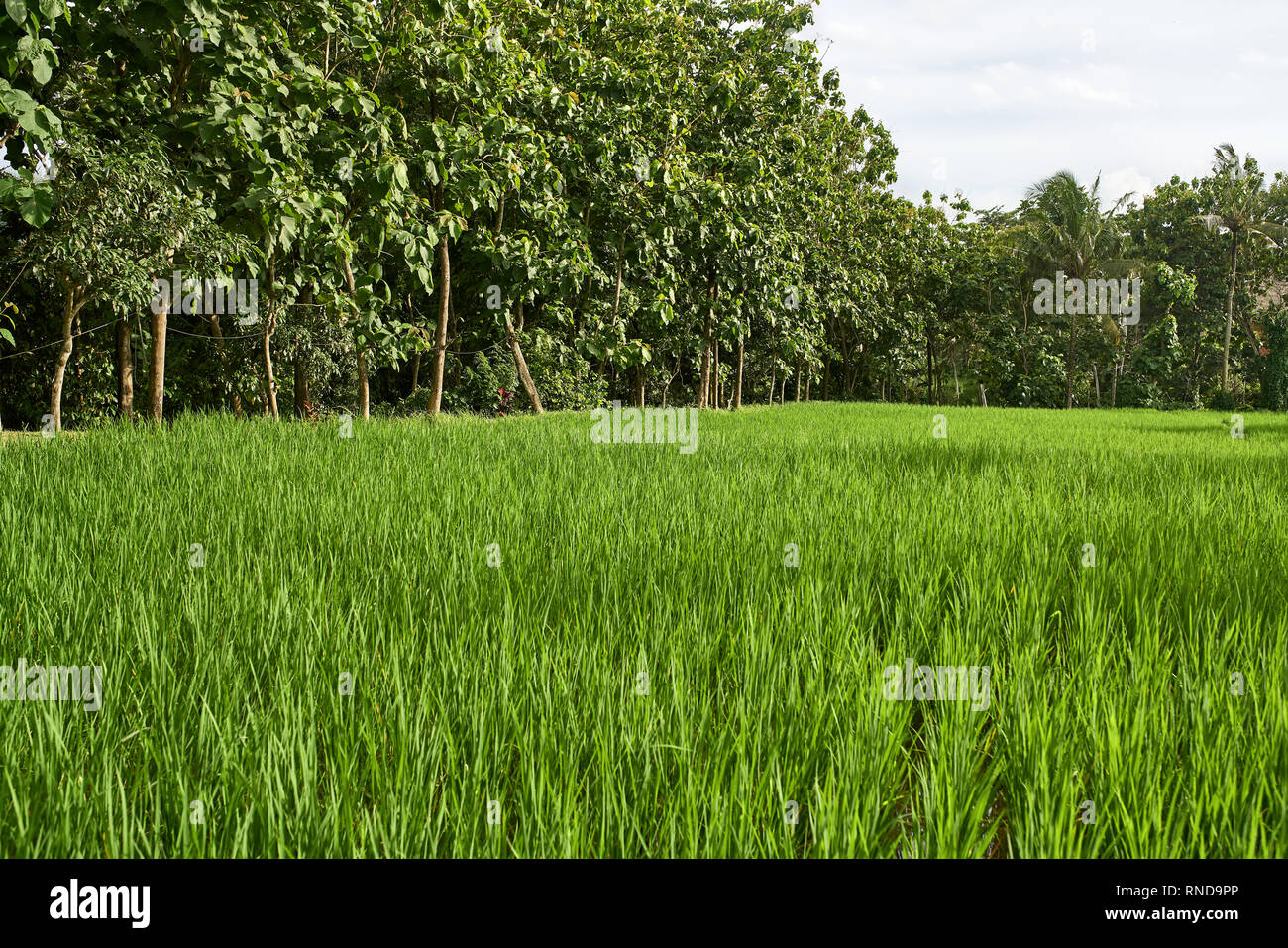 Tropical landscape with colorful rice shoots in Ubud on Bali Stock ...