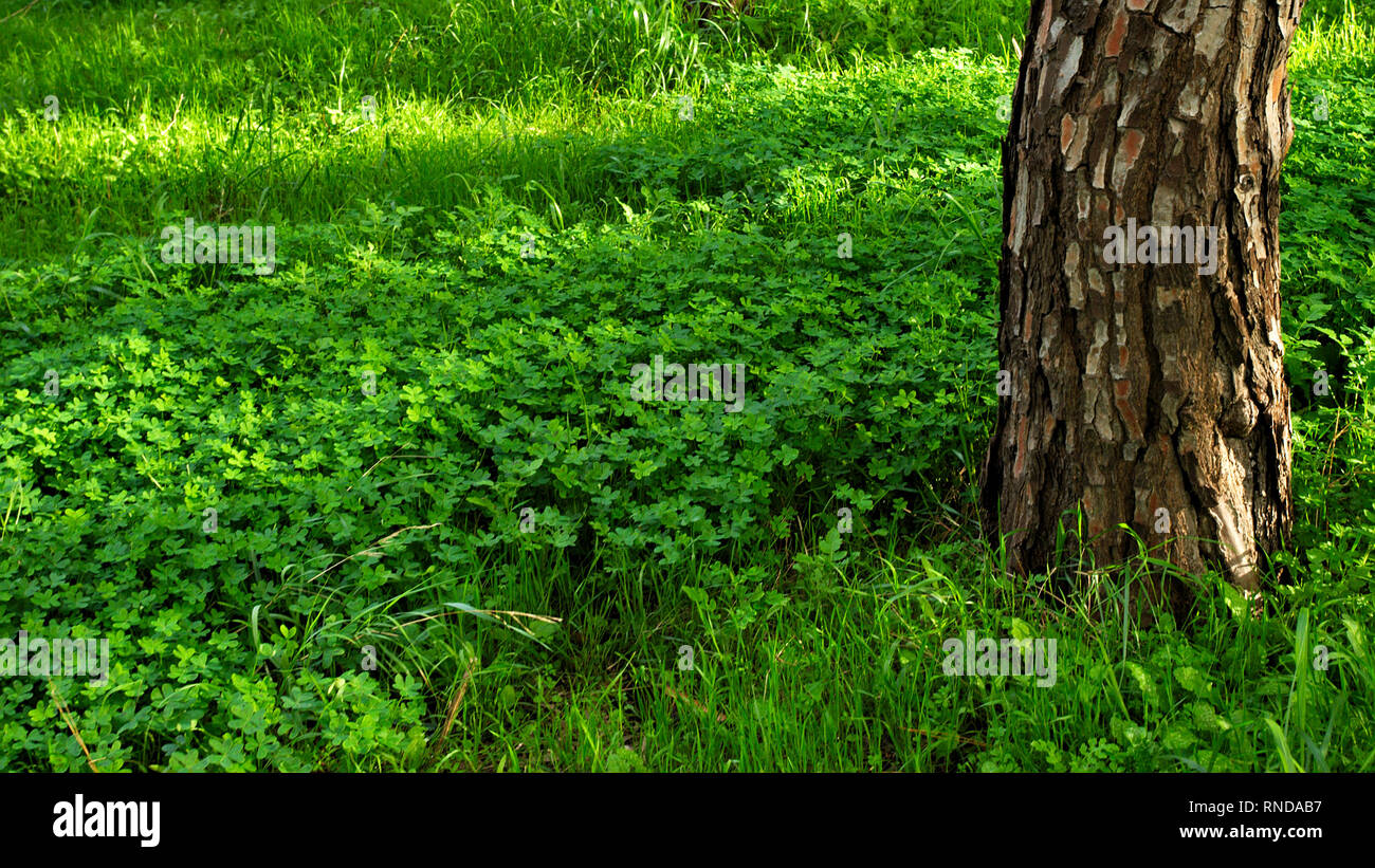 Panorama photo of a textured tree trunk and beautiful vibrant green ...