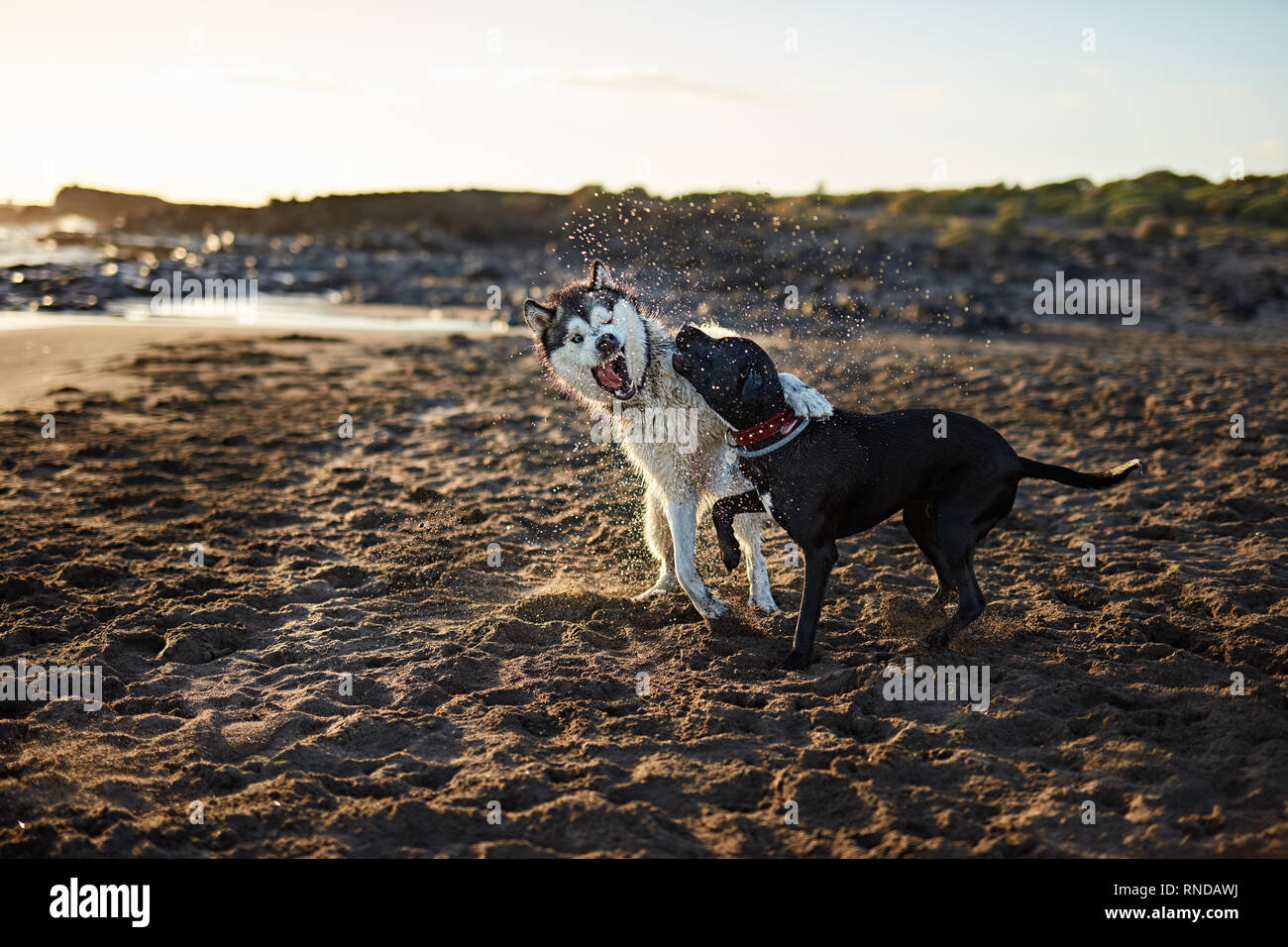 Dogs playing near the sea hi-res stock photography and images - Alamy