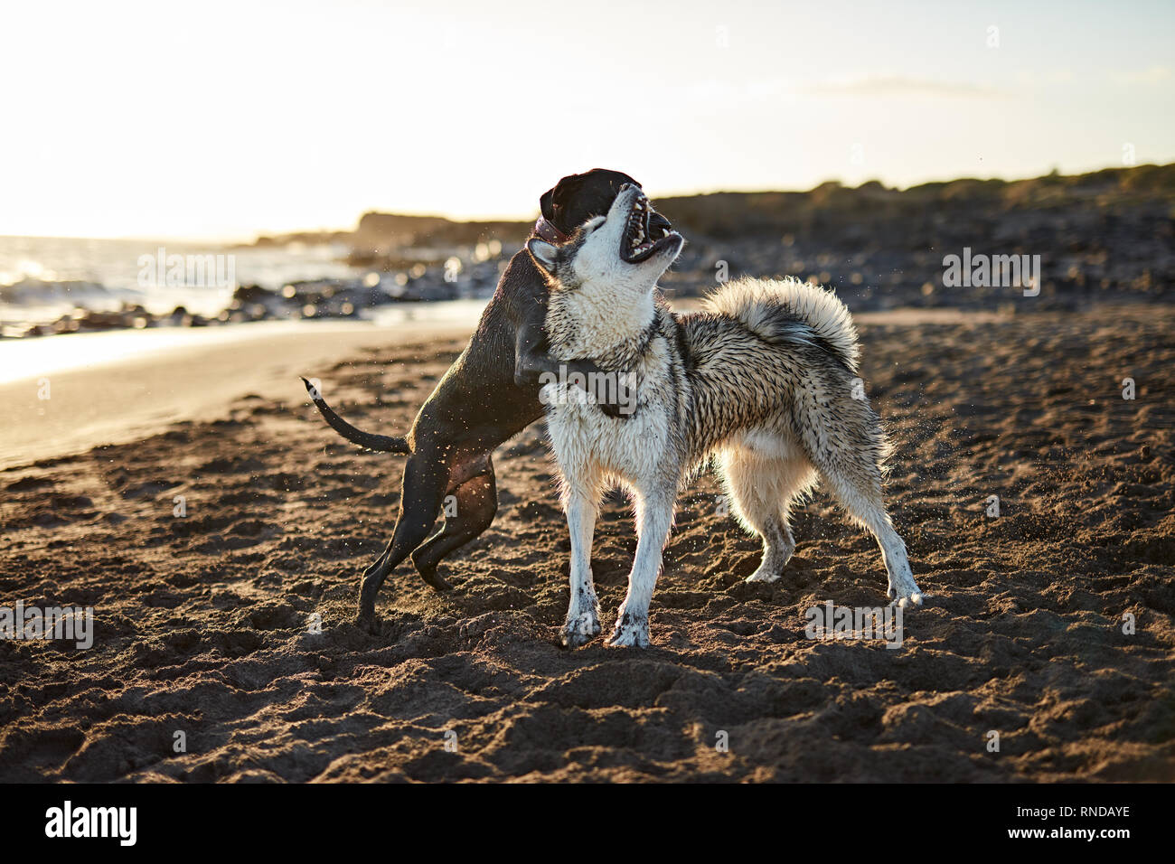 Dogs running near waving sea Stock Photo - Alamy