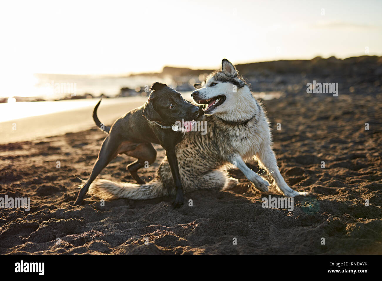 Dogs running near waving sea Stock Photo - Alamy
