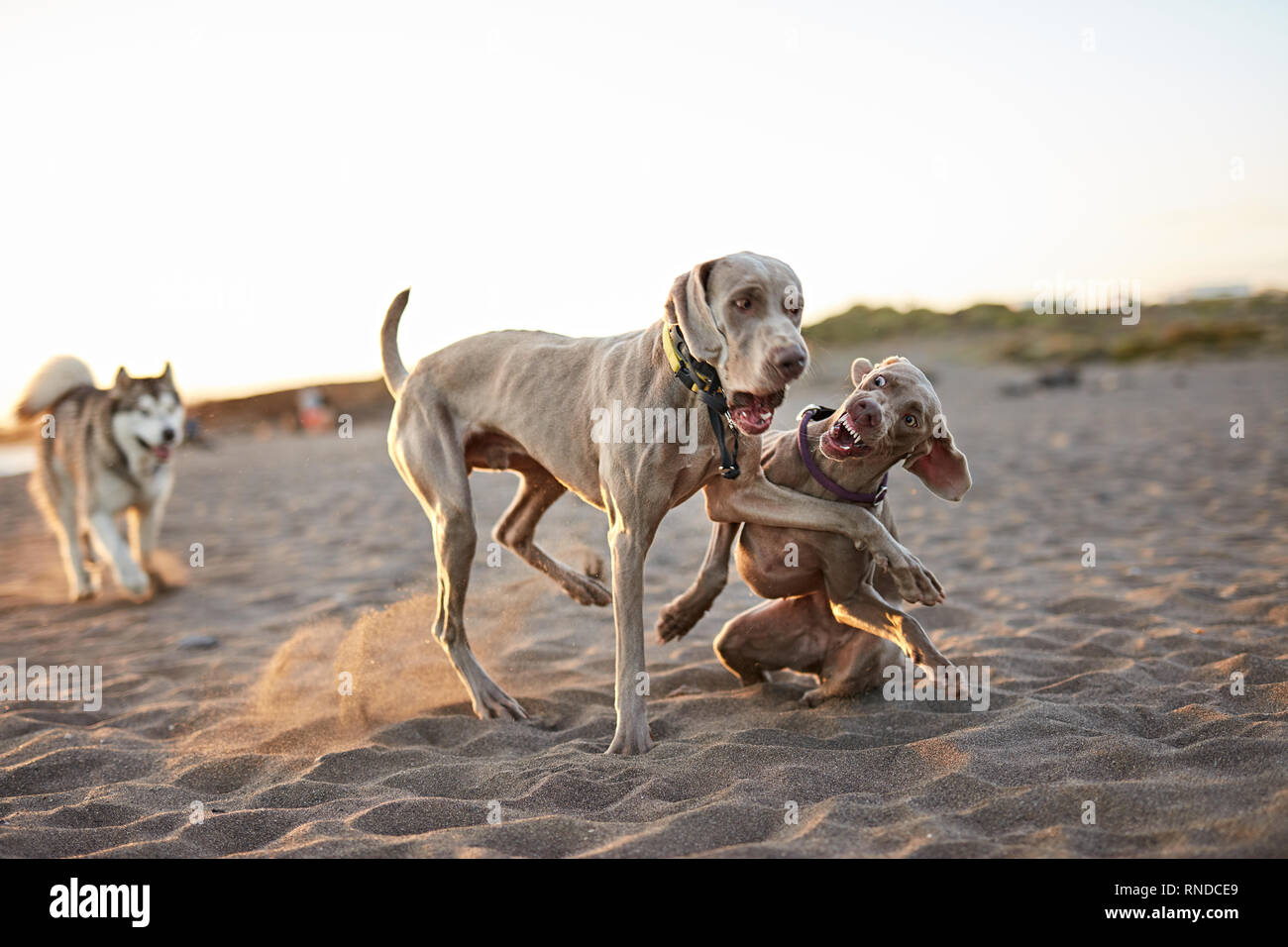 Dogs playing near the sea hi-res stock photography and images - Alamy