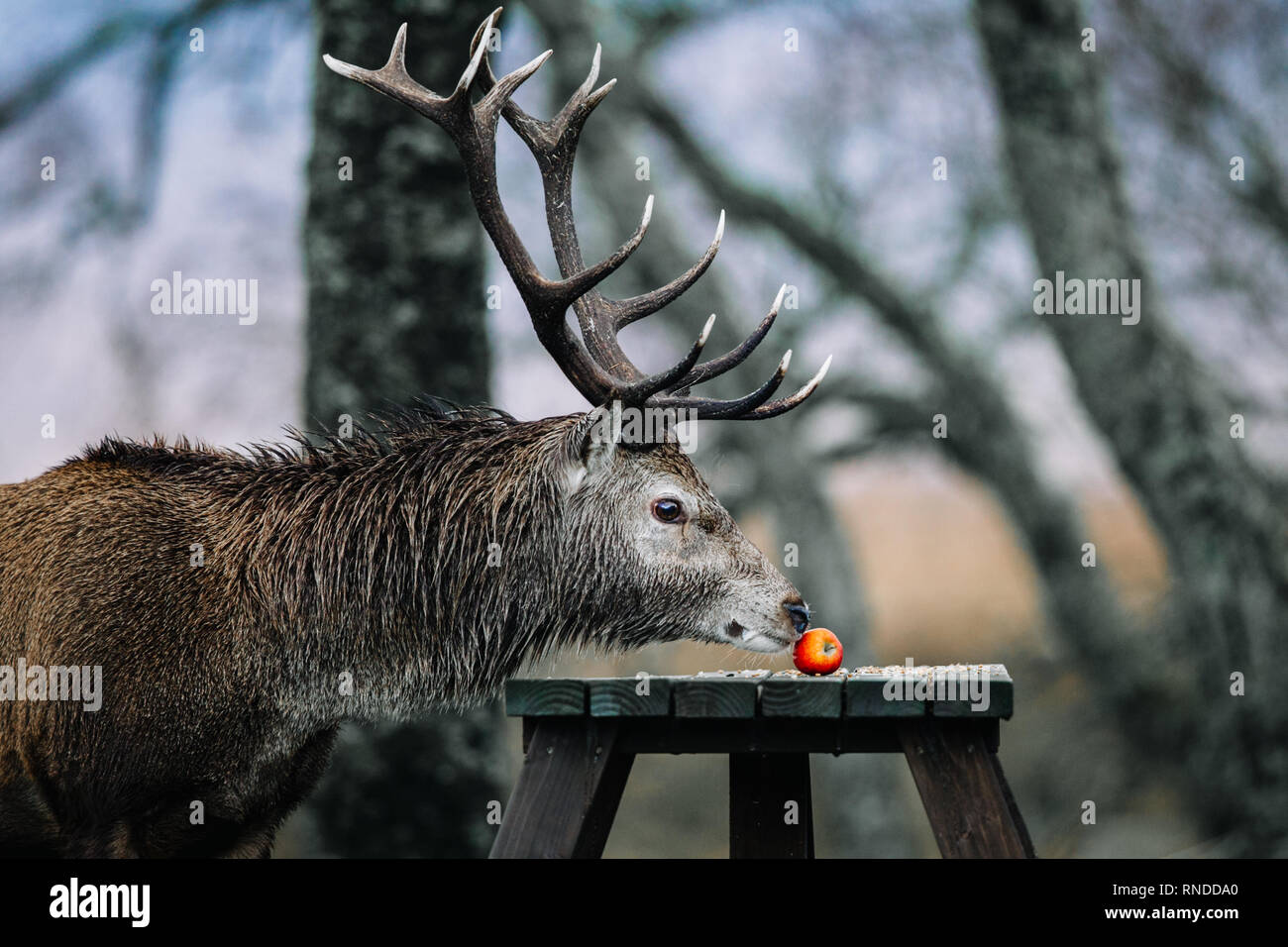 Stag horns hi-res stock photography and images - Alamy