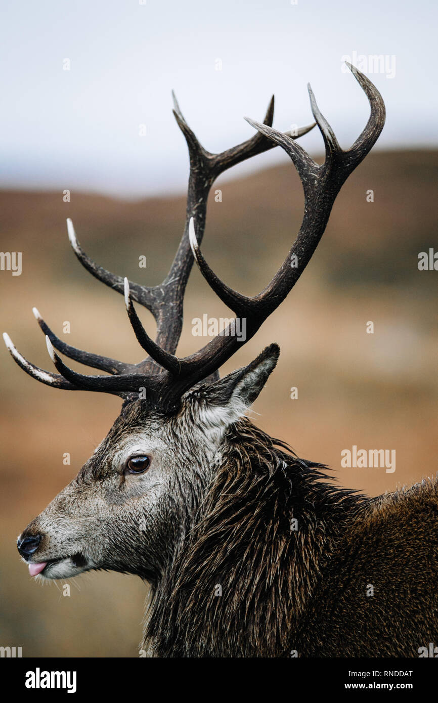 Corrour estate hi-res stock photography and images - Alamy