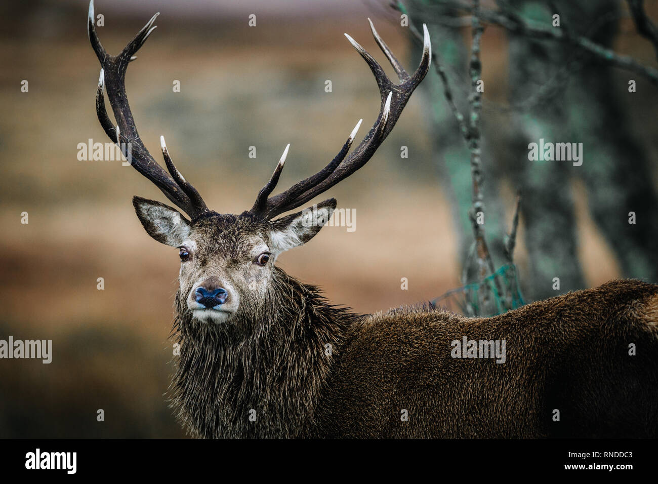 Corrour estate hi-res stock photography and images - Alamy