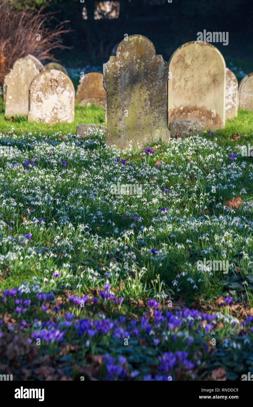 Snowdrops In Churchyard High Resolution Stock Photography and Images ...