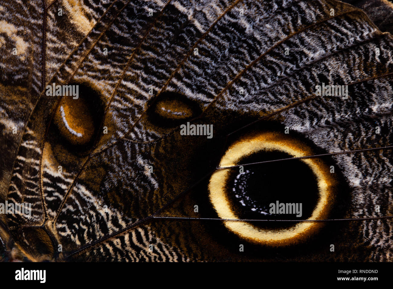 Butterfly wing microscope hi-res stock photography and images - Alamy