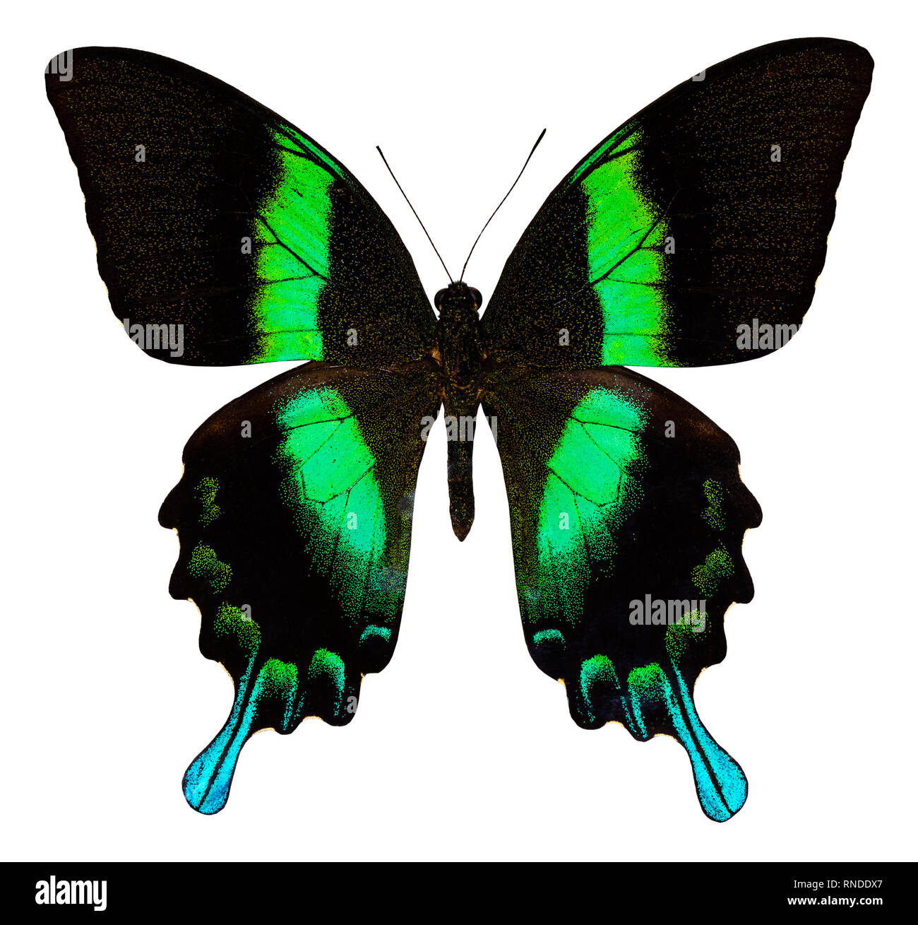 Color butterfly, isolated on white background. PAPILIO MAACKI Stock ...