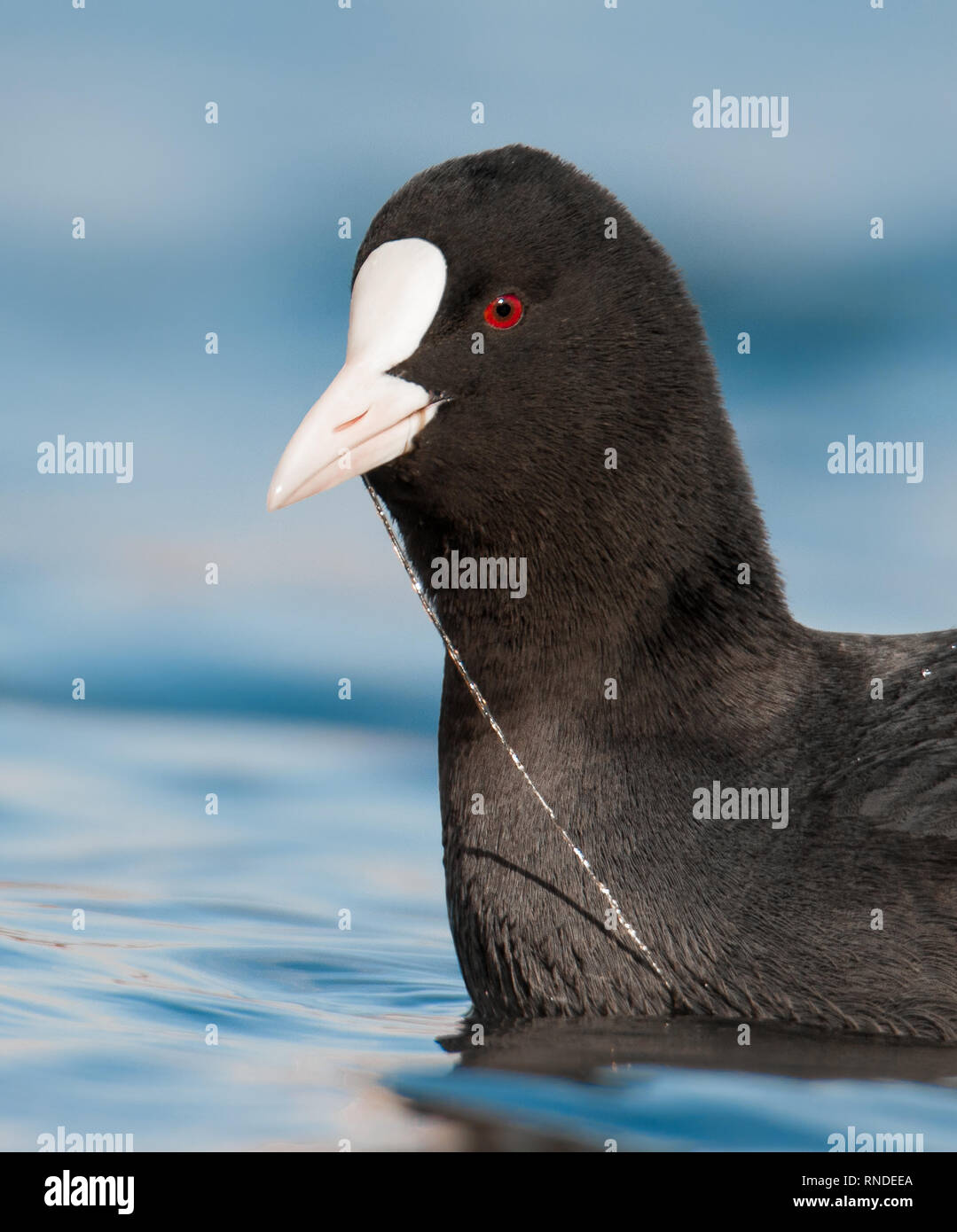 Eurasian coot (Fulica atra), Czech Republic, beautiful bird from lakes ...