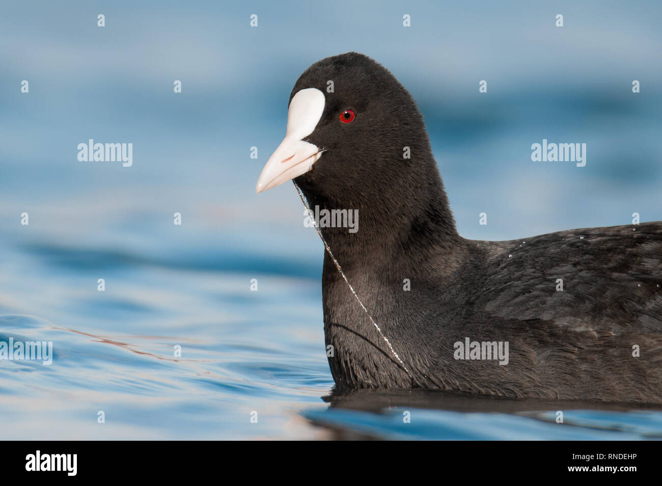 Eurasian coot (Fulica atra), Czech Republic, beautiful bird from lakes ...
