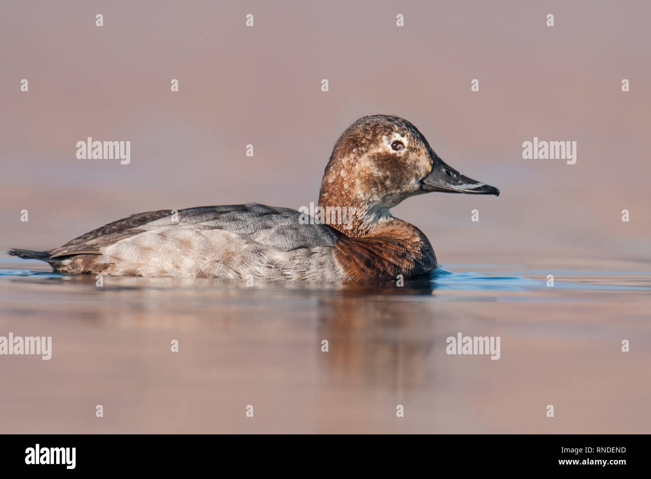 Female of Common pochard (Aythya ferina), beautiful bird from lakes and ...