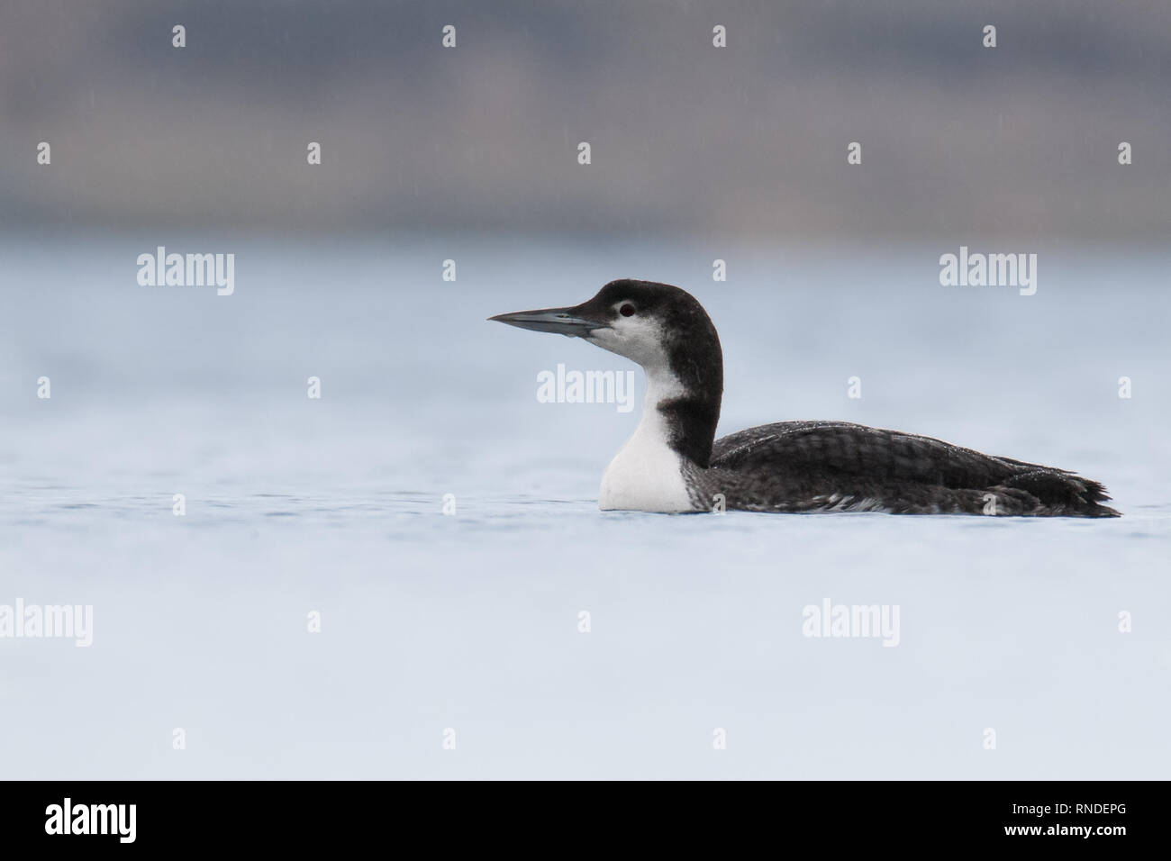 Common loon picture hi-res stock photography and images - Alamy