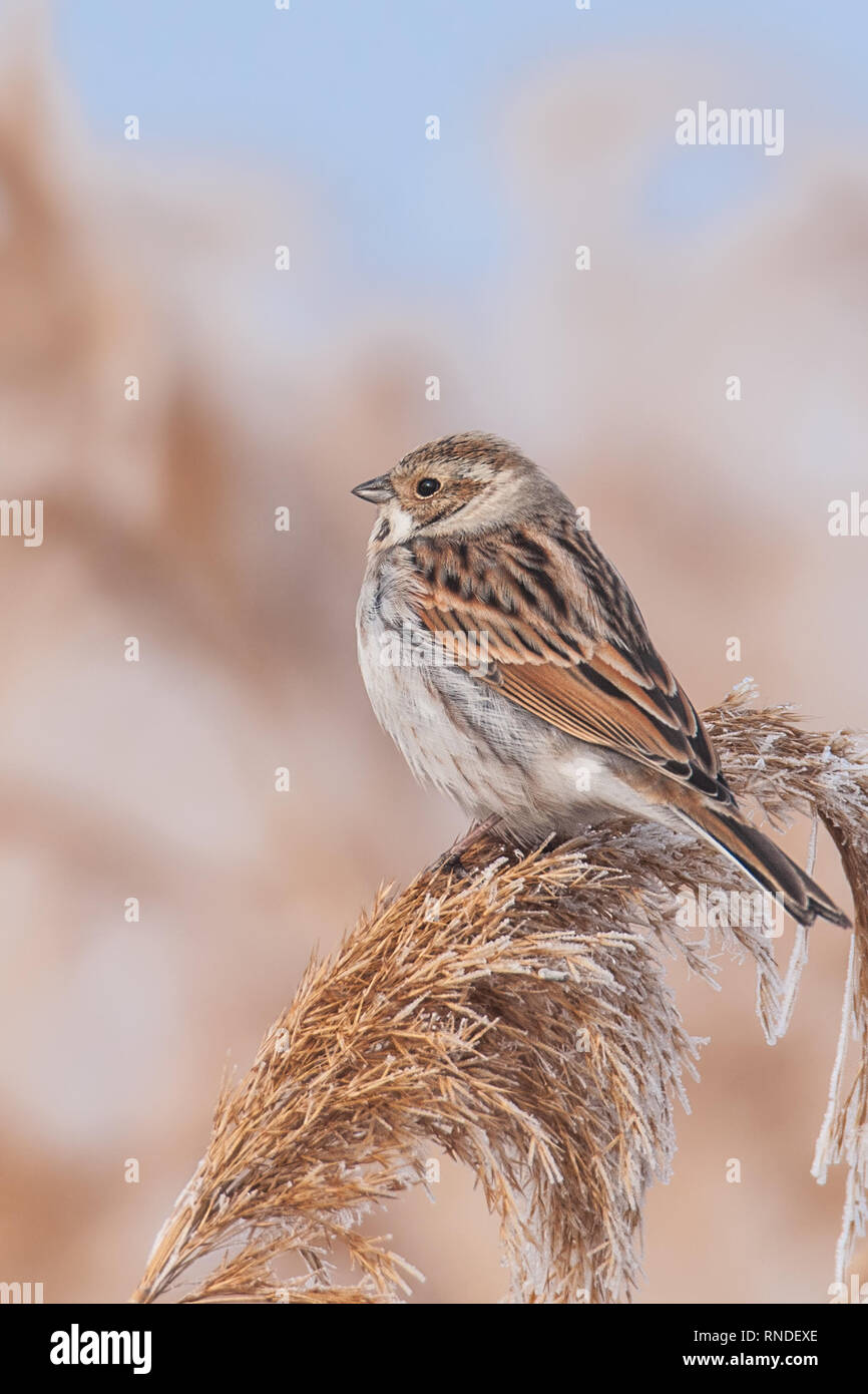 Most beautiful bird hi-res stock photography and images - Alamy