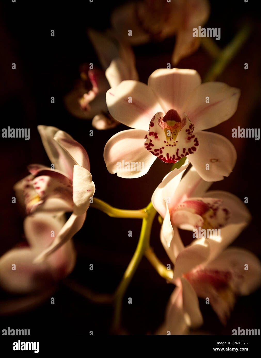 Cymbidium orchidaceae hi-res stock photography and images - Alamy