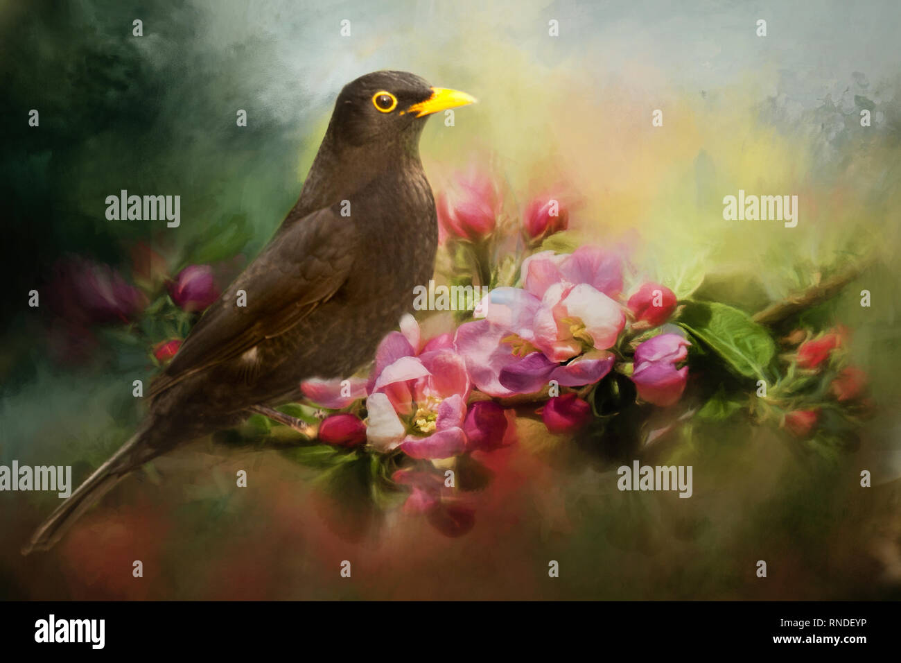 Adult male common blackbird hi-res stock photography and images - Alamy