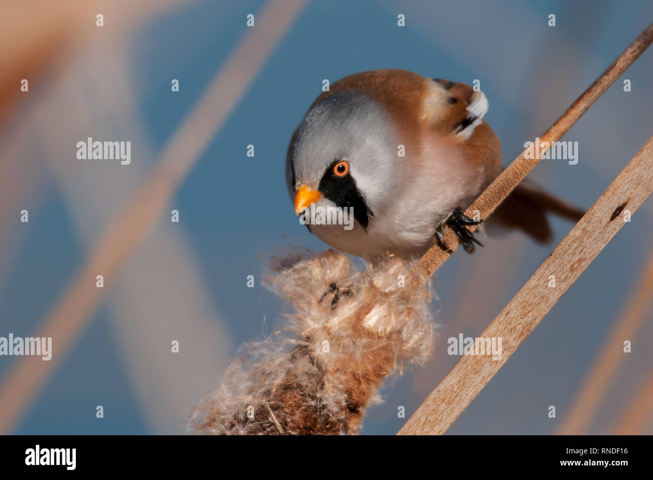 Bearded reedling (Panurus biarmicus), beautiful bird from the reeds ...