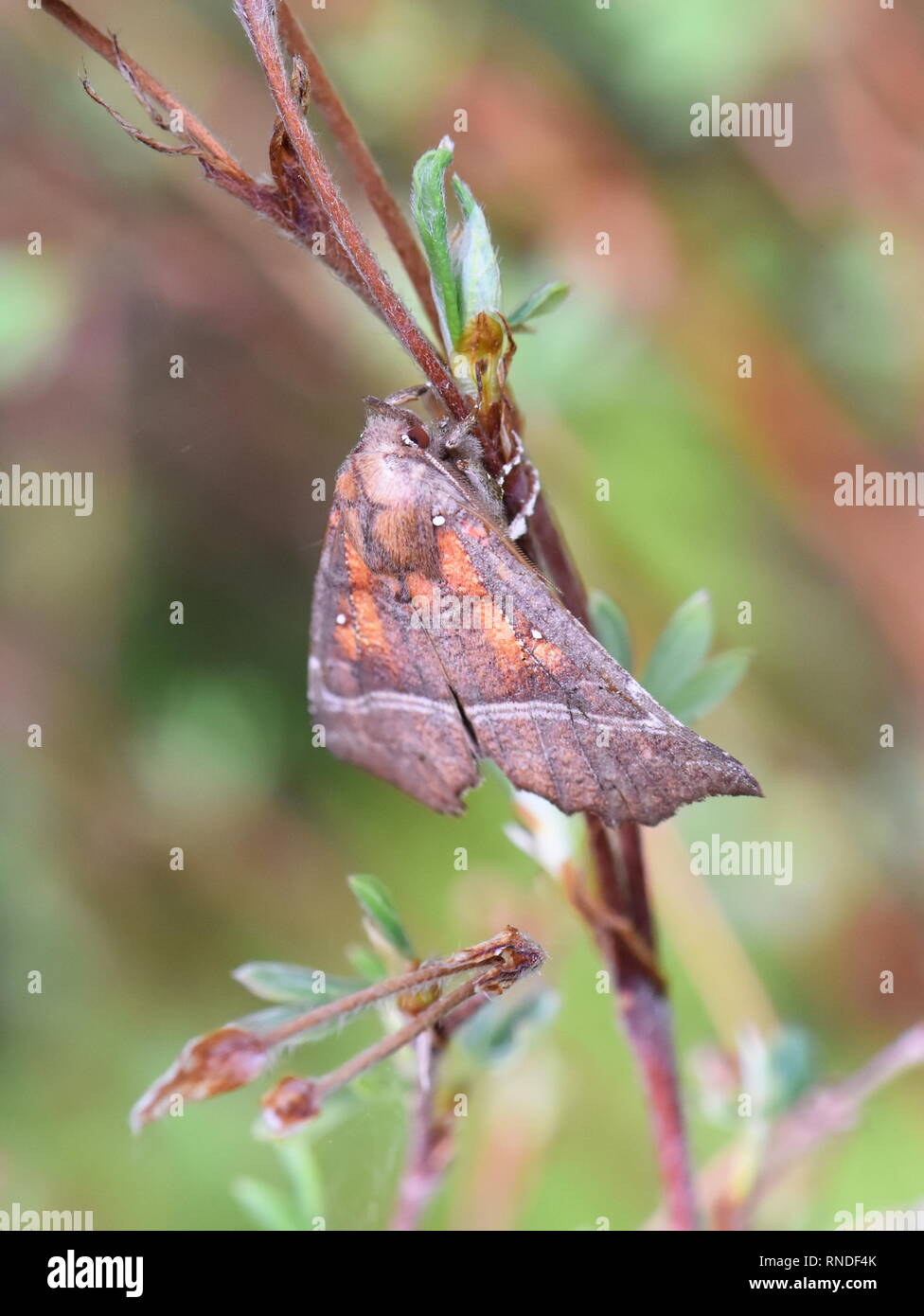 Noctuidae hi-res stock photography and images - Alamy
