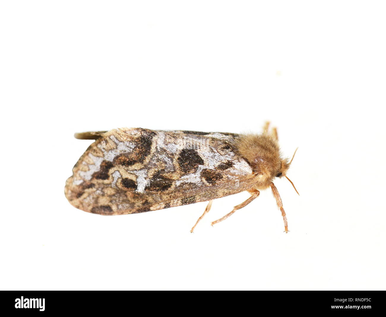 The map-winged swift moth Pharmacis fusconebulosa isolated on white ...