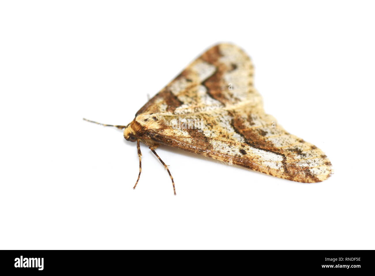 Mottled Umber moth Erannis defoliaria isolated on white background ...