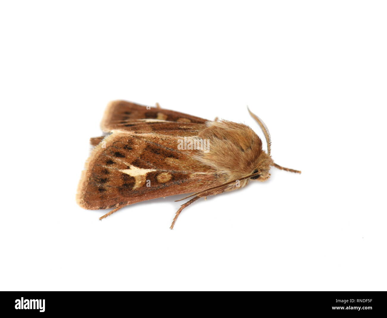 The nocturnal antler moth Cerapteryx graminis isolated on white ...