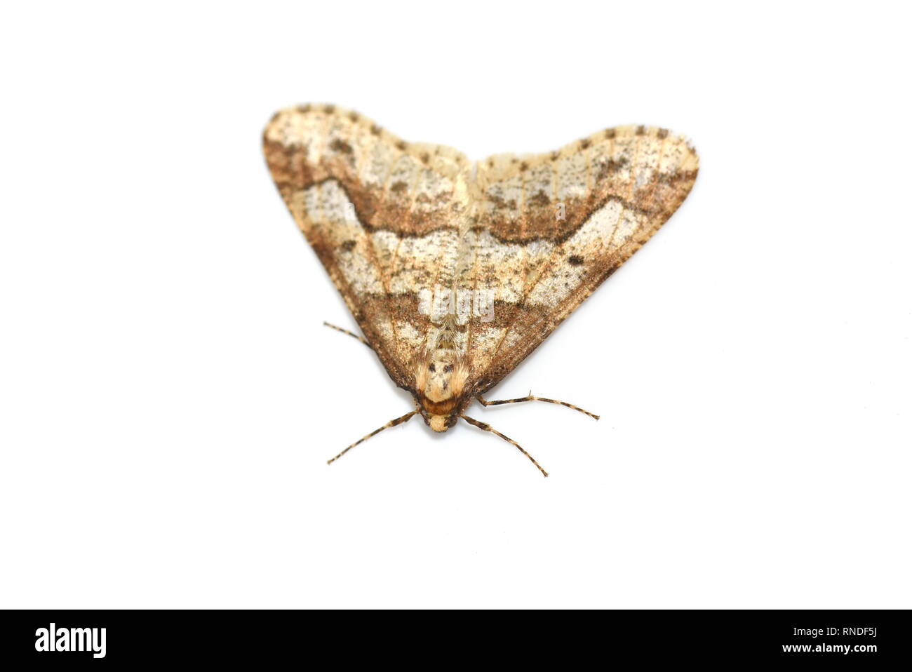 Mottled Umber moth Erannis defoliaria isolated on white background ...