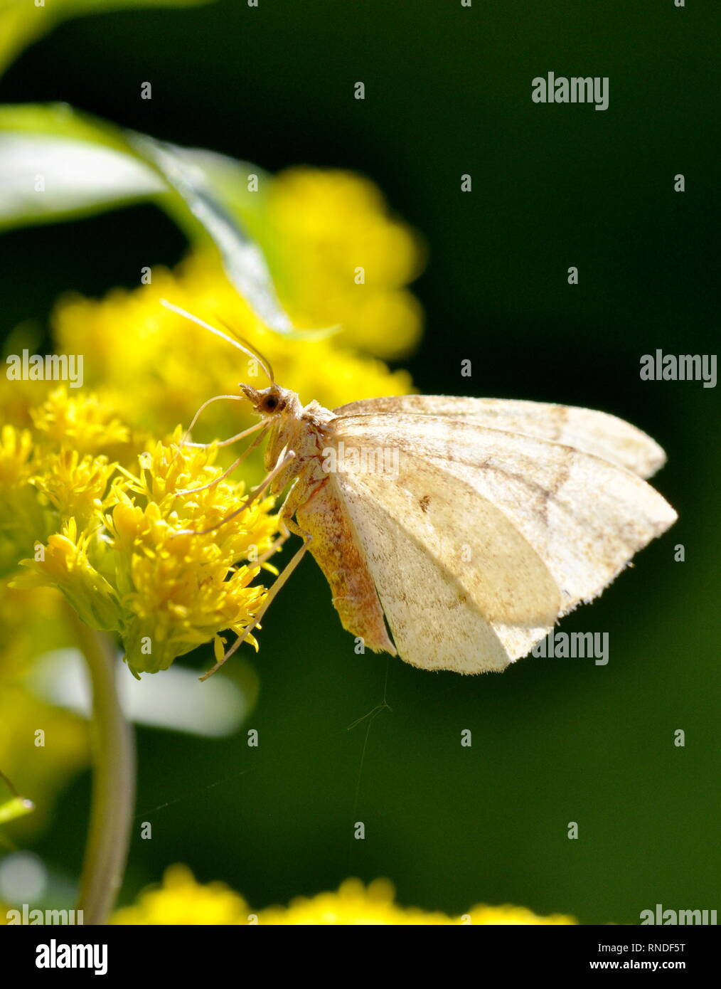 Moth feeding on flower hi-res stock photography and images - Alamy