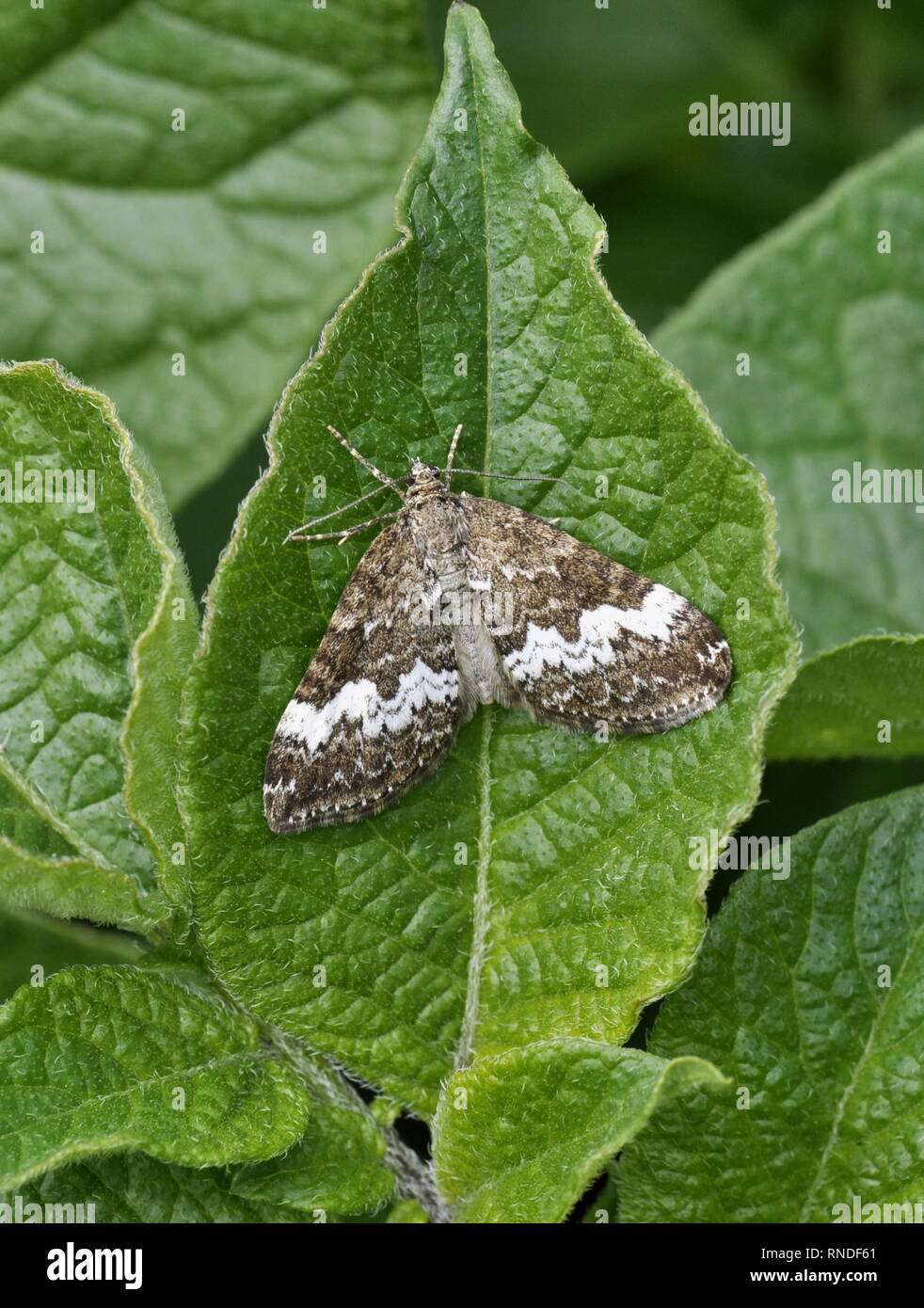 Small white moth hi-res stock photography and images - Alamy