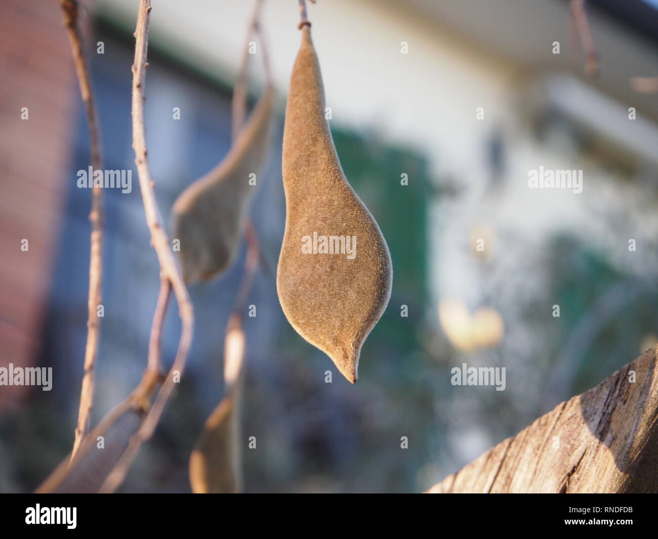 Wisteria seed pod Stock Photo - Alamy