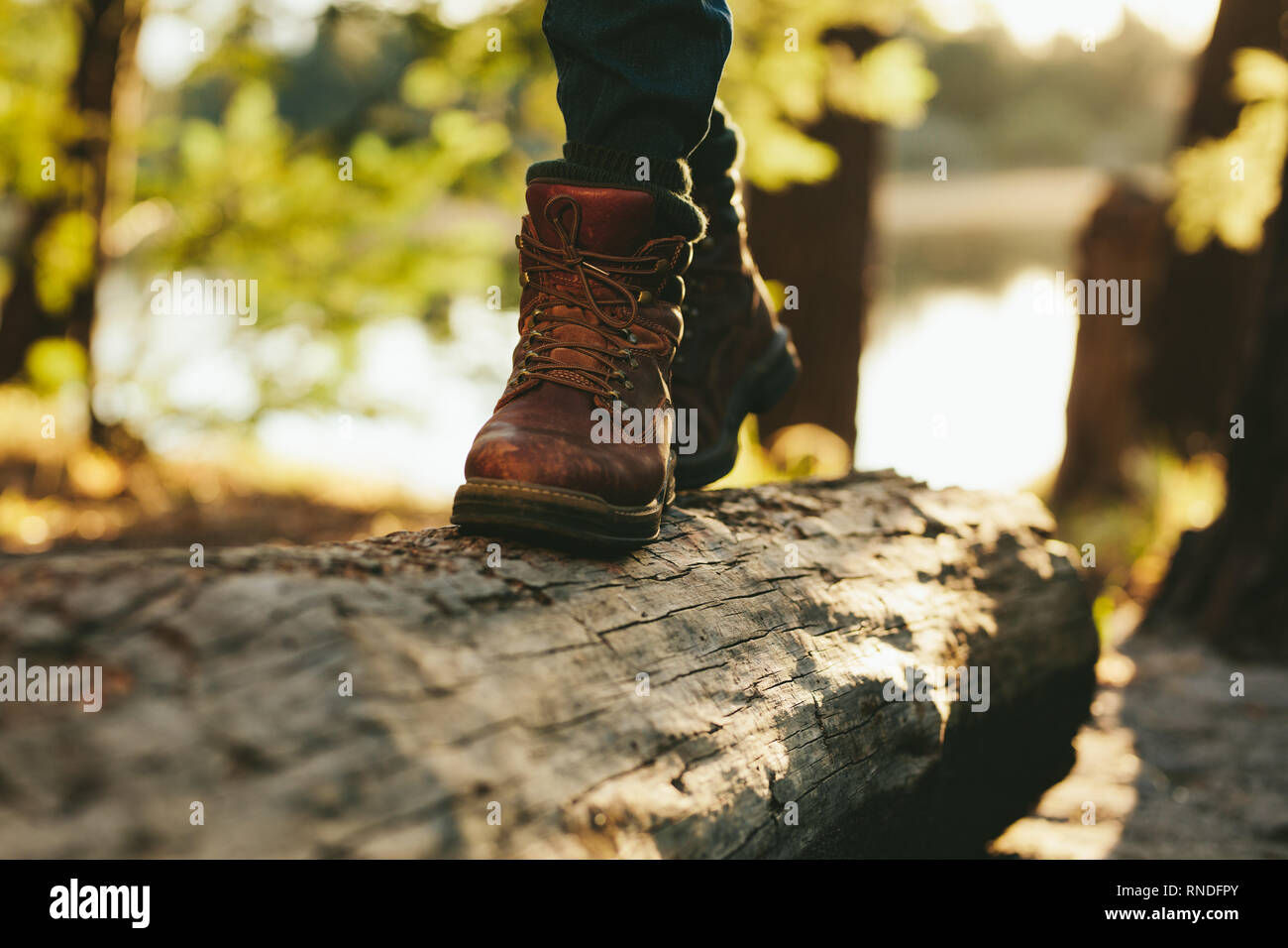Wood in a forest hi-res stock photography and images - Alamy