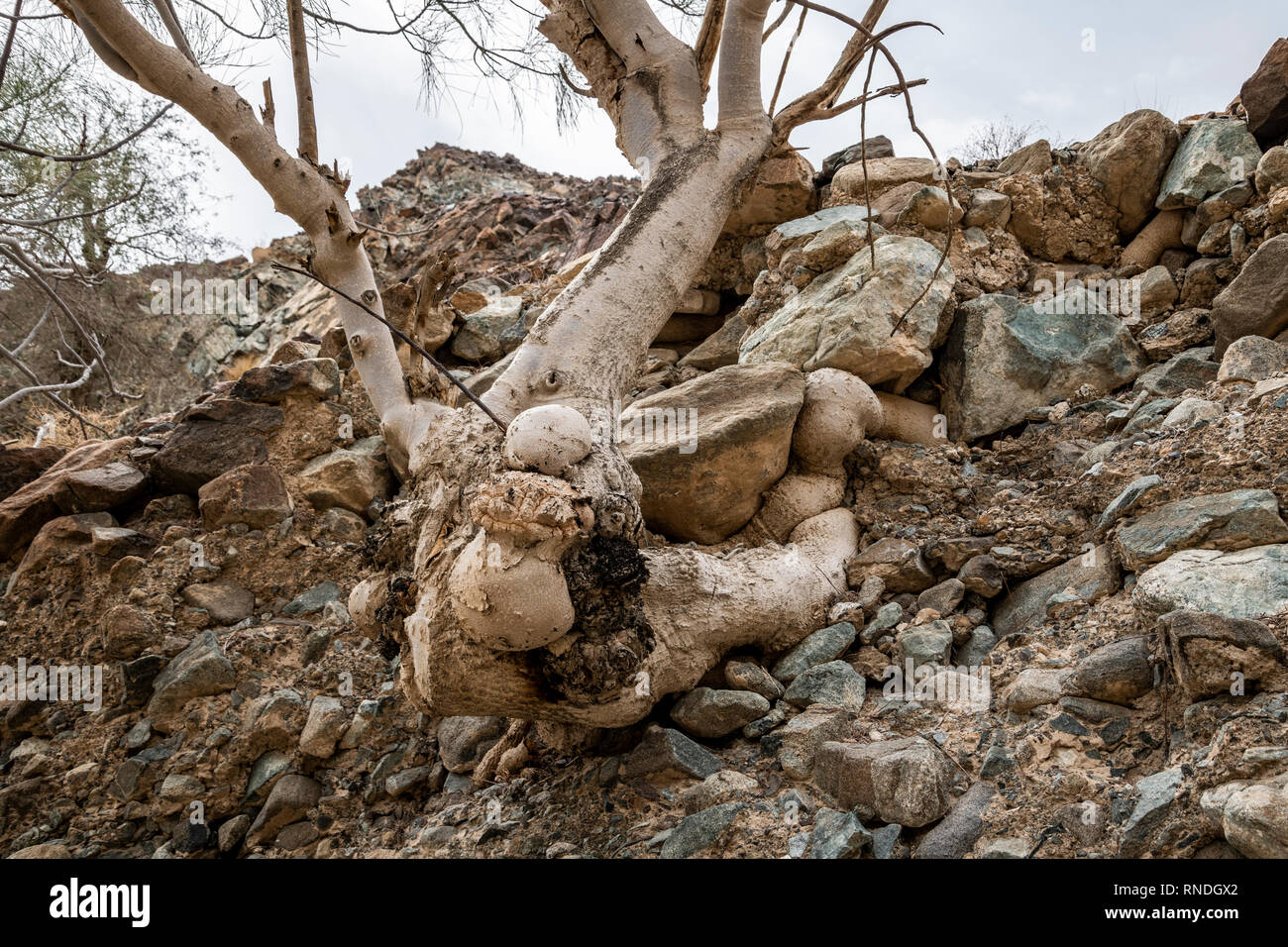 Tree roots underground hi-res stock photography and images - Alamy